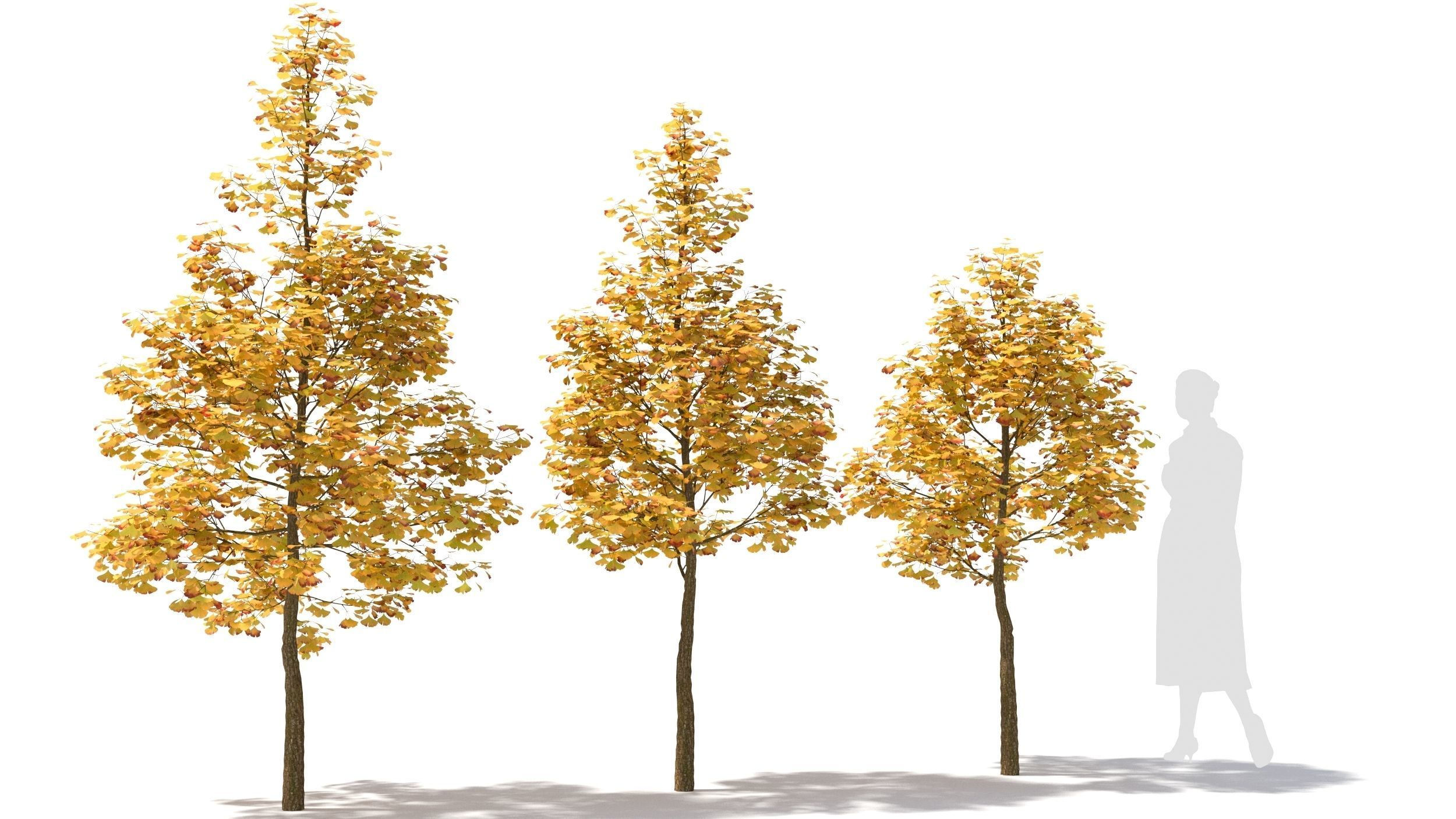 Ginkgo tree 3D model | CGTrader