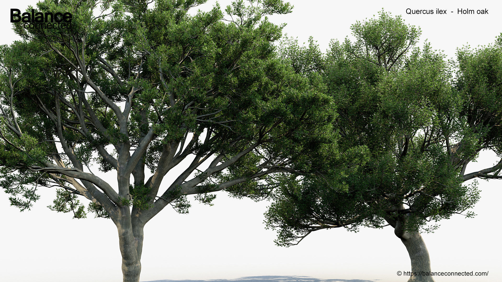 Quercus ilex Holm oak 3D Model 3D model | CGTrader