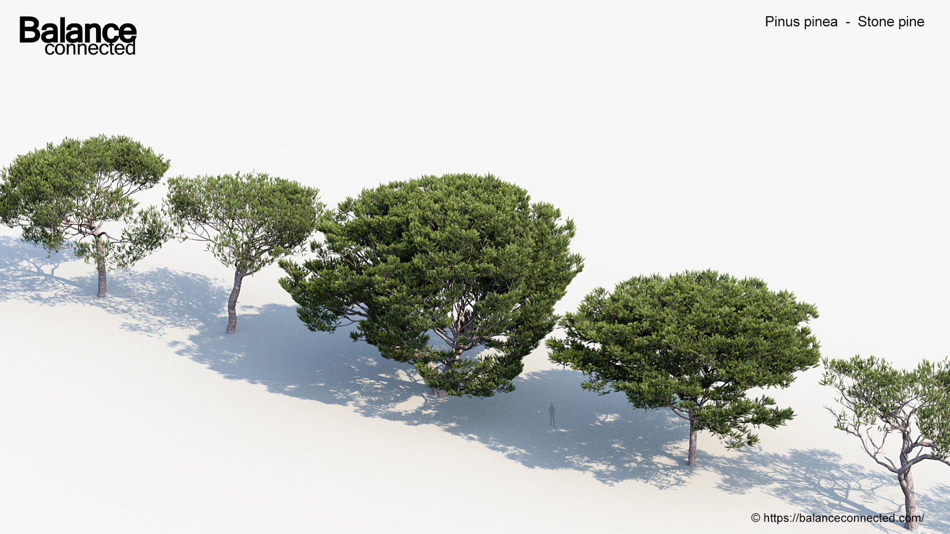 Pinus pinea Stone pine 3D Model 3D model | CGTrader