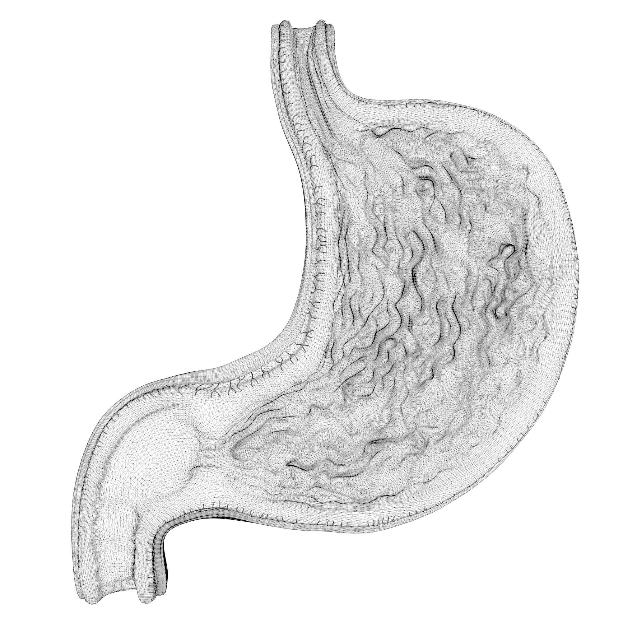 Human Stomach Bundle 3D model | CGTrader
