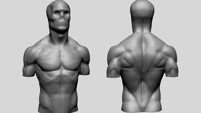 Male Figure Model Back