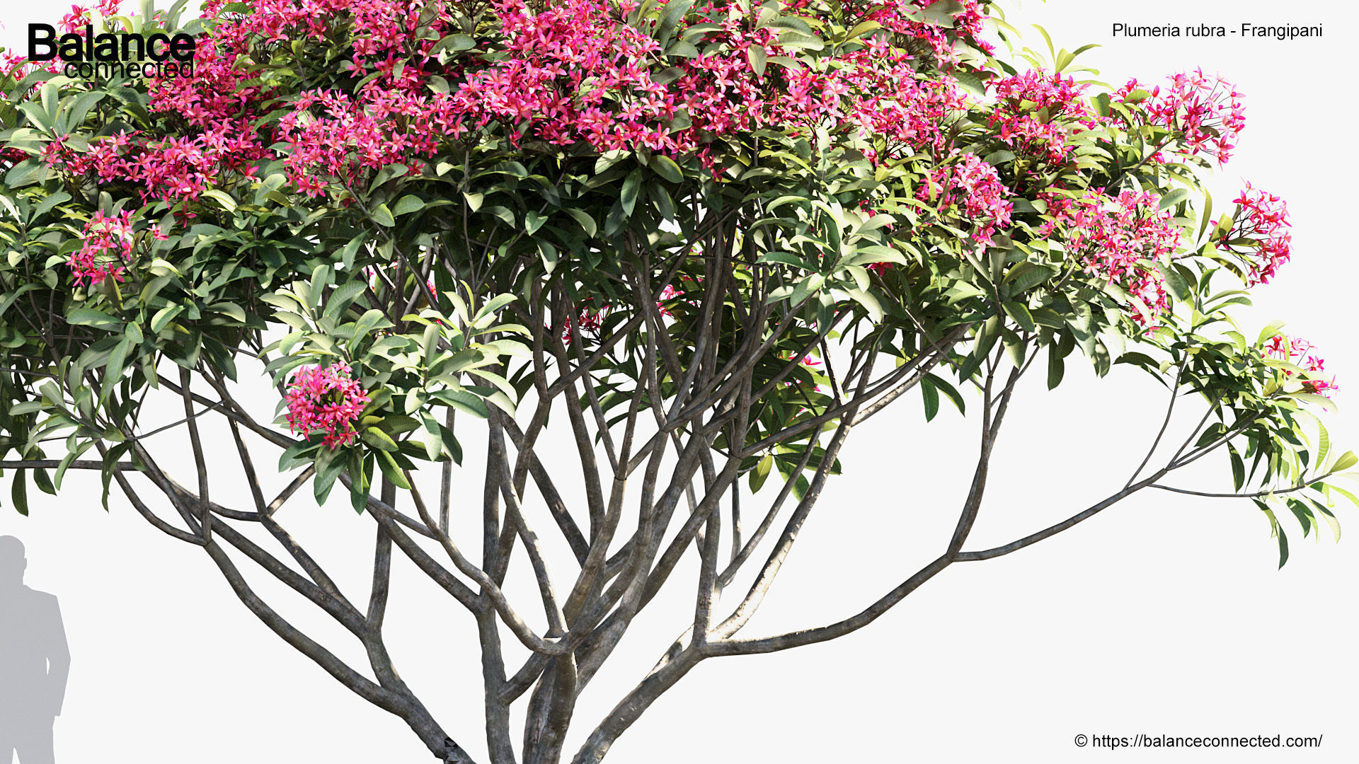 Plumeria rubra Frangipani 3D model | CGTrader