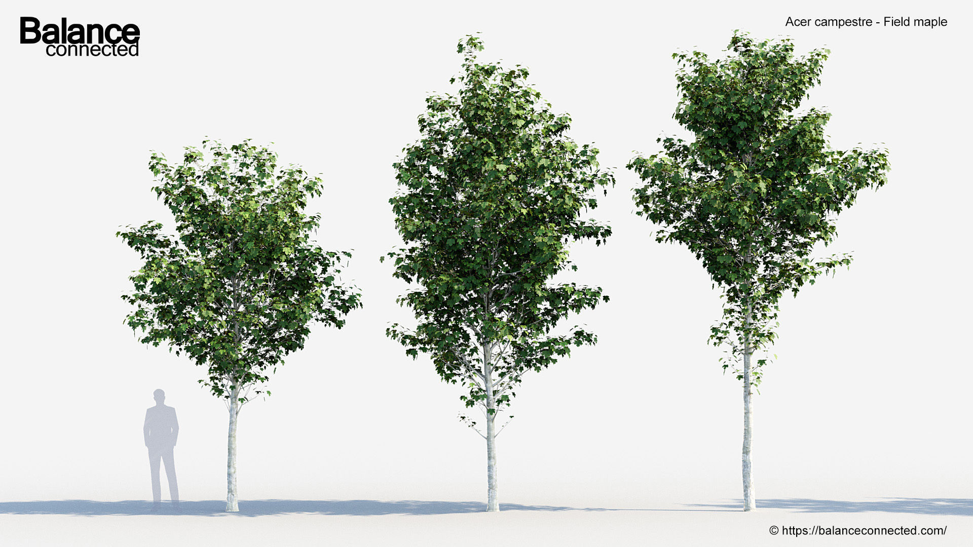 Acer campestre Field maple 3D model | CGTrader