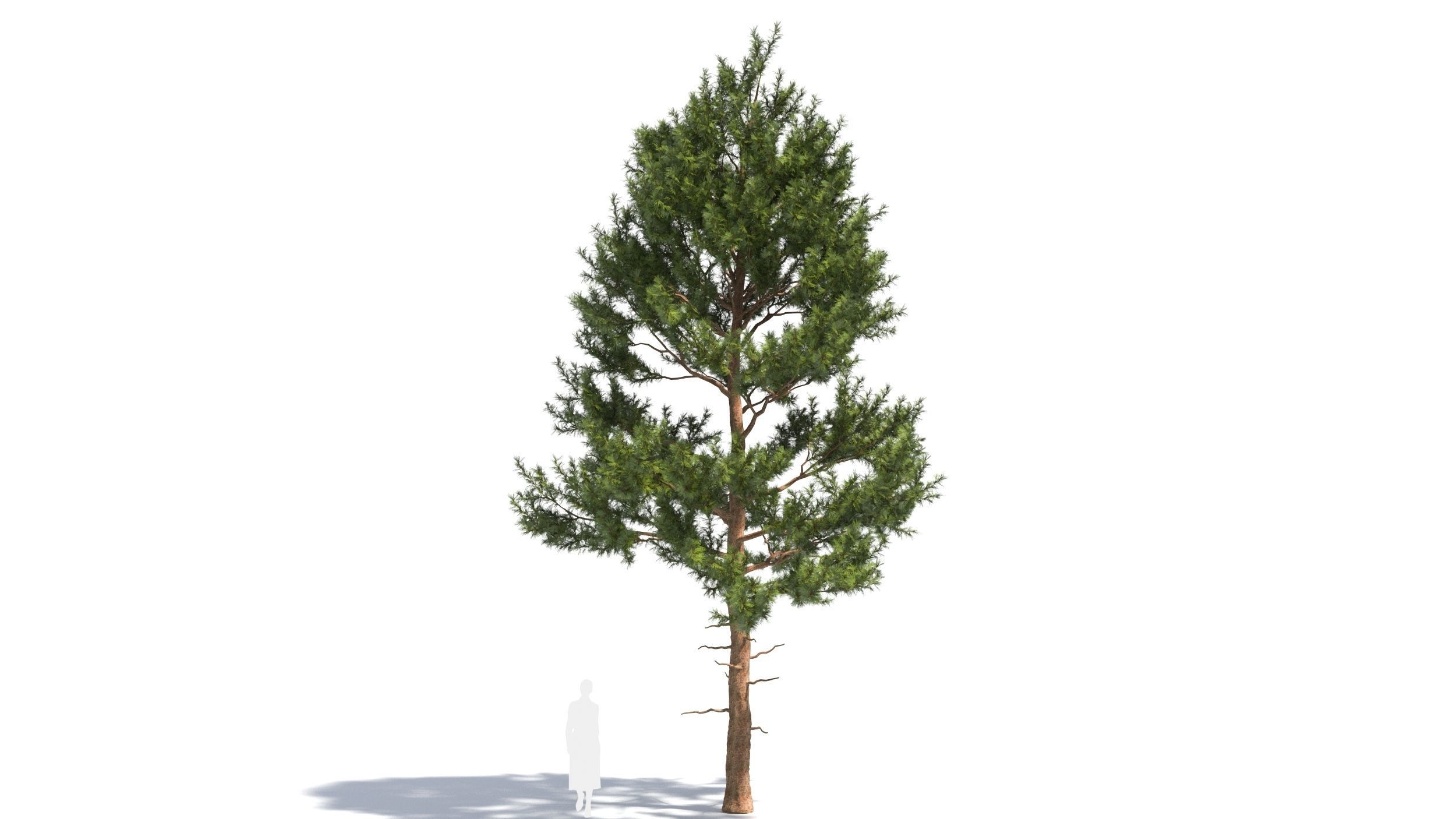 Pinus tree 3D model | CGTrader