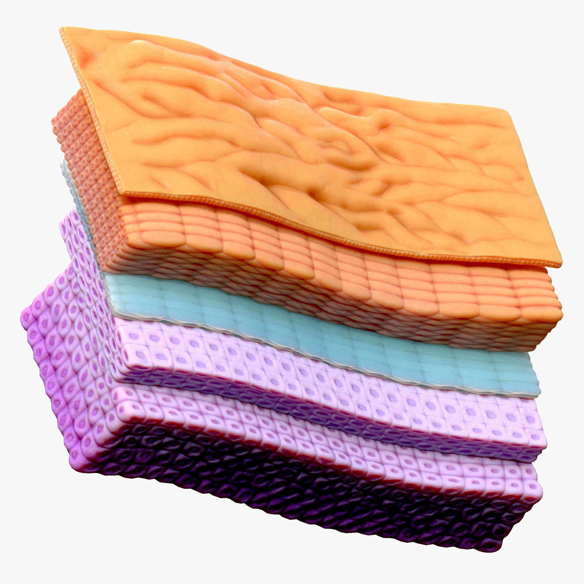 Epidermis Cross Section 3D model | CGTrader