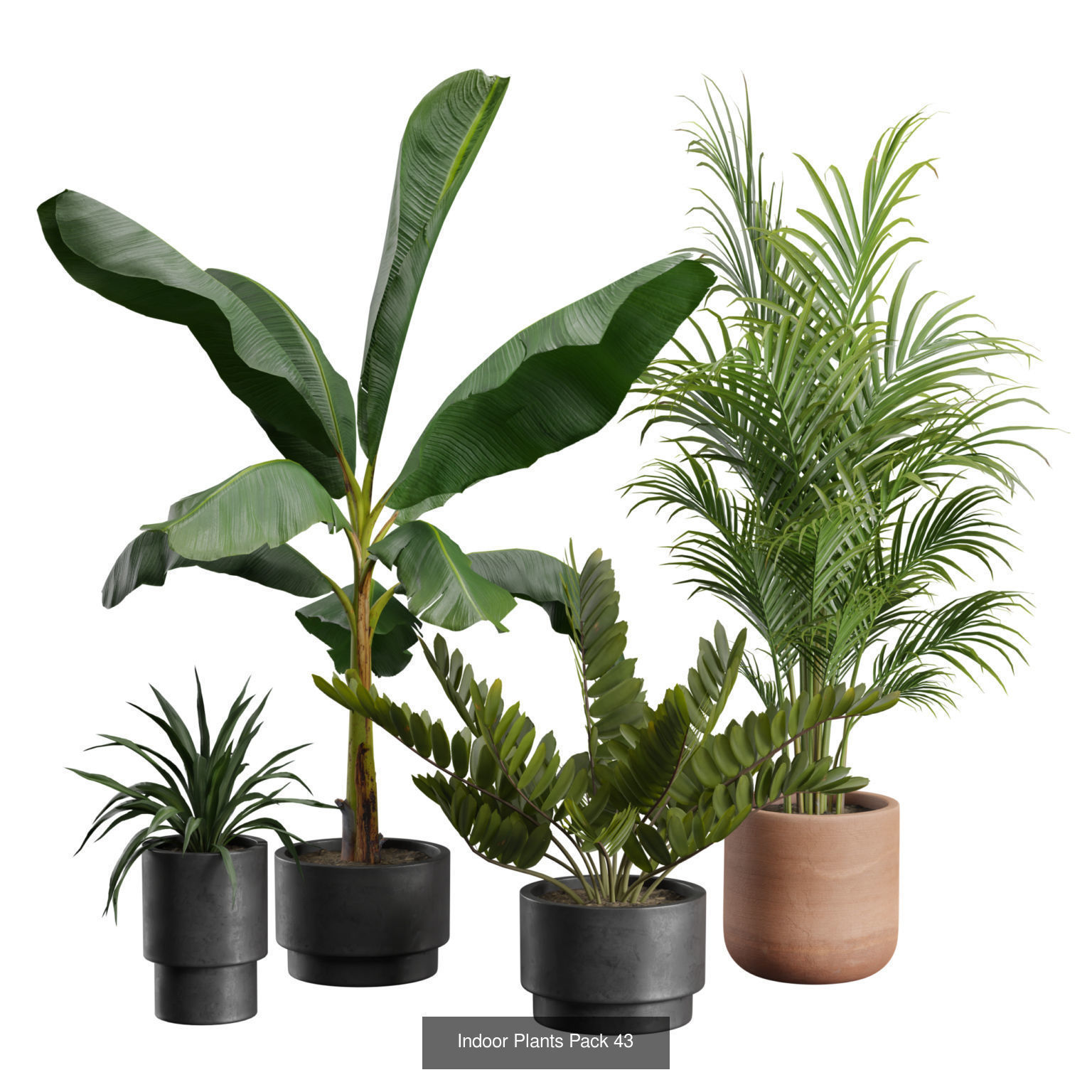 Indoor Plants Collection 01 | CGTrader
