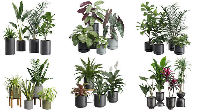 Indoor Plants Collection 02 VR / AR / low-poly | CGTrader