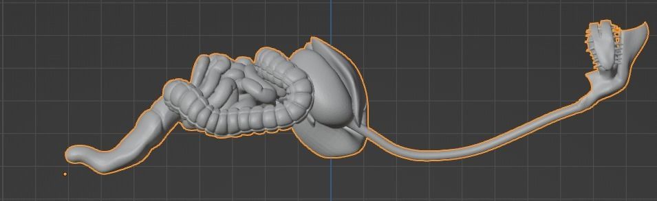 3d model of digestive system 3D model 3D printable | CGTrader