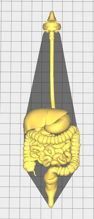 3d model of digestive system 3D model 3D printable | CGTrader