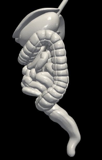 3d model of digestive system 3D model 3D printable | CGTrader