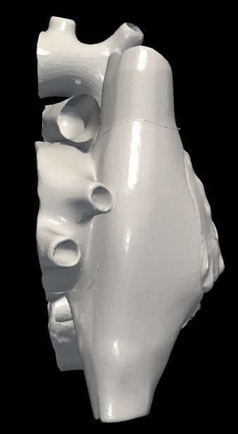 3d model of heart - apical 2 chamber plane 3D model 3D printable | CGTrader