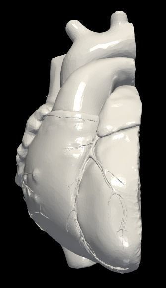 3d model of heart - apical 2 chamber plane 3D model 3D printable | CGTrader
