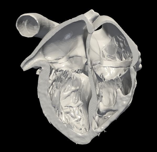 3d model of heart - apical 4 chamber plane 3D model | CGTrader