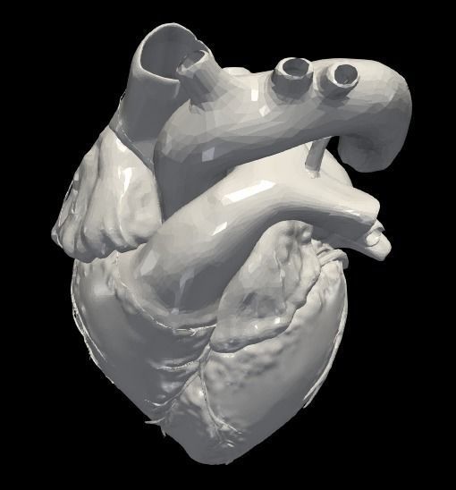 3d model of heart - apical 4 chamber plane 3D model | CGTrader