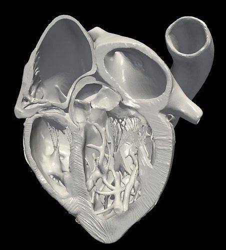 3d model of heart - apical 5 chamber plane 3D model | CGTrader