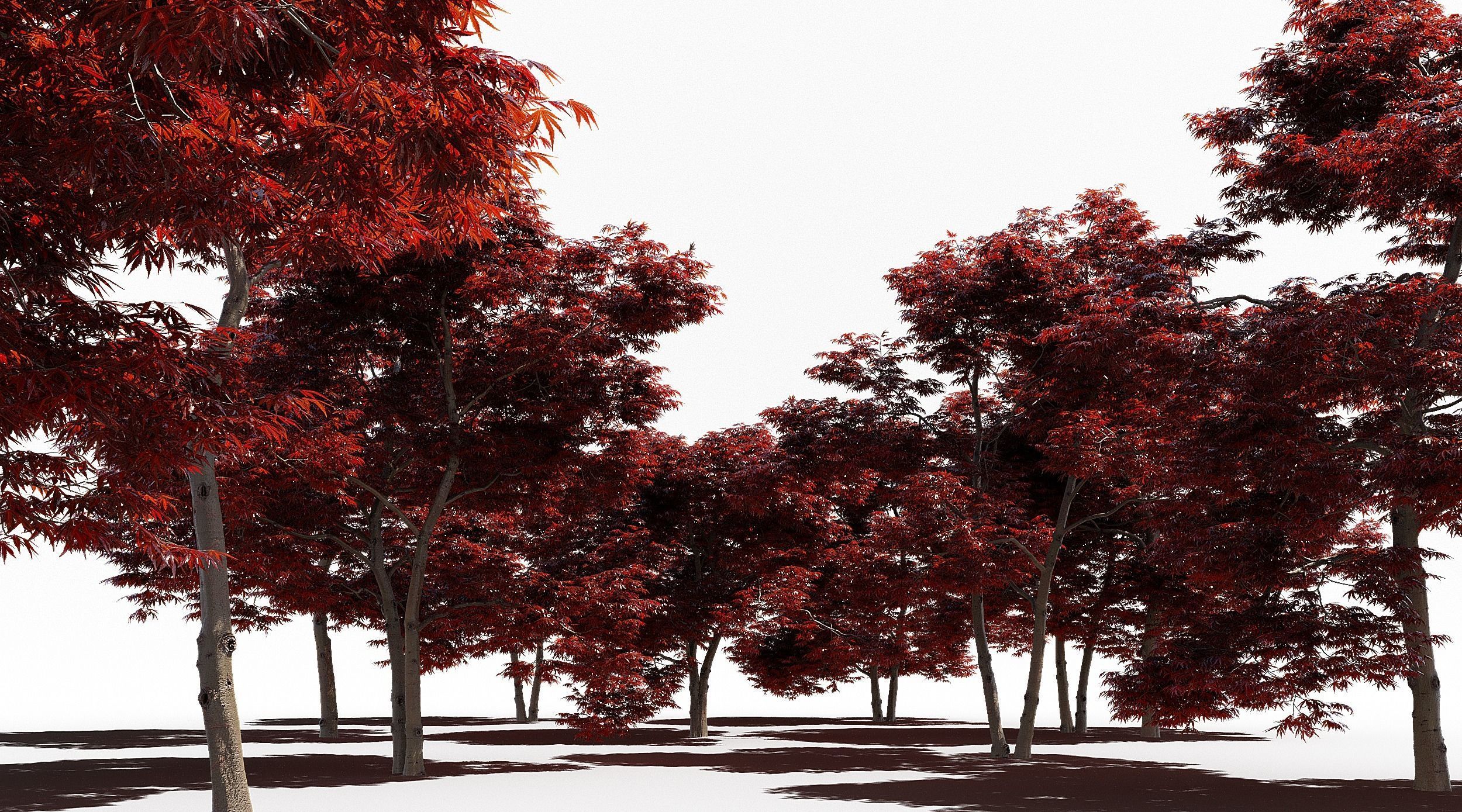 Japanese Maple Dissectum - Animated 3D model animated | CGTrader