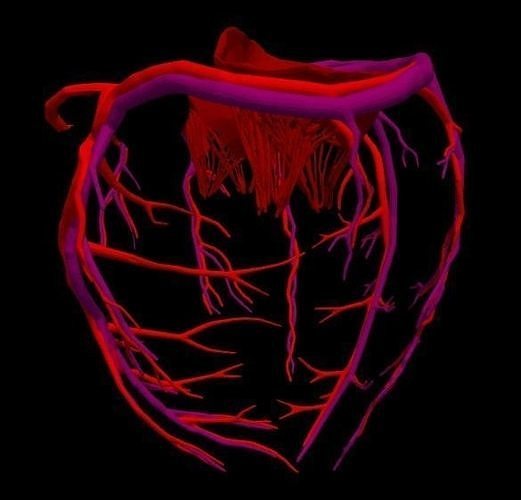 3d heart anatomy with codominance 3D model | CGTrader