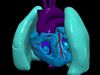 3d model of heart and lungs 3D model | CGTrader