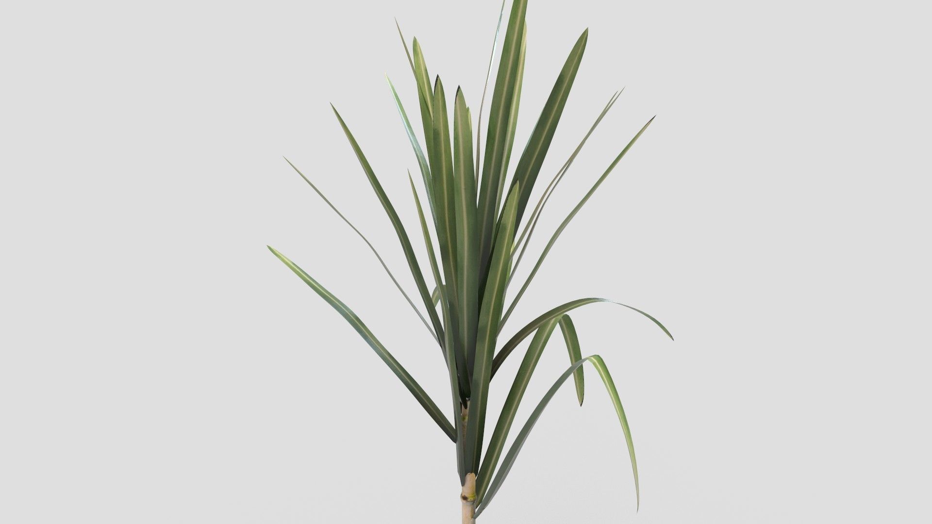 sugarcane 3D model | CGTrader