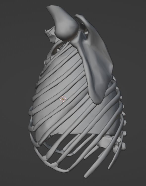 3d model of heart in thorax 3D model | CGTrader