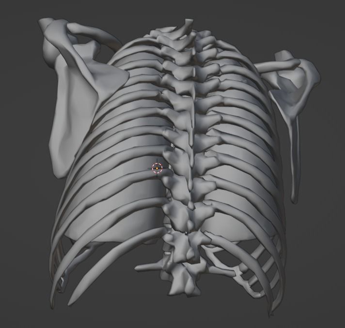3d model of heart in thorax 3D model | CGTrader