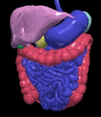 3d model of gastrointestinal tract 3D model | CGTrader