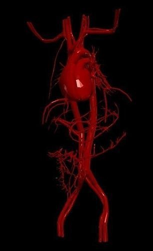 3d model of heart and cardiovascular system 3D model 3D printable ...