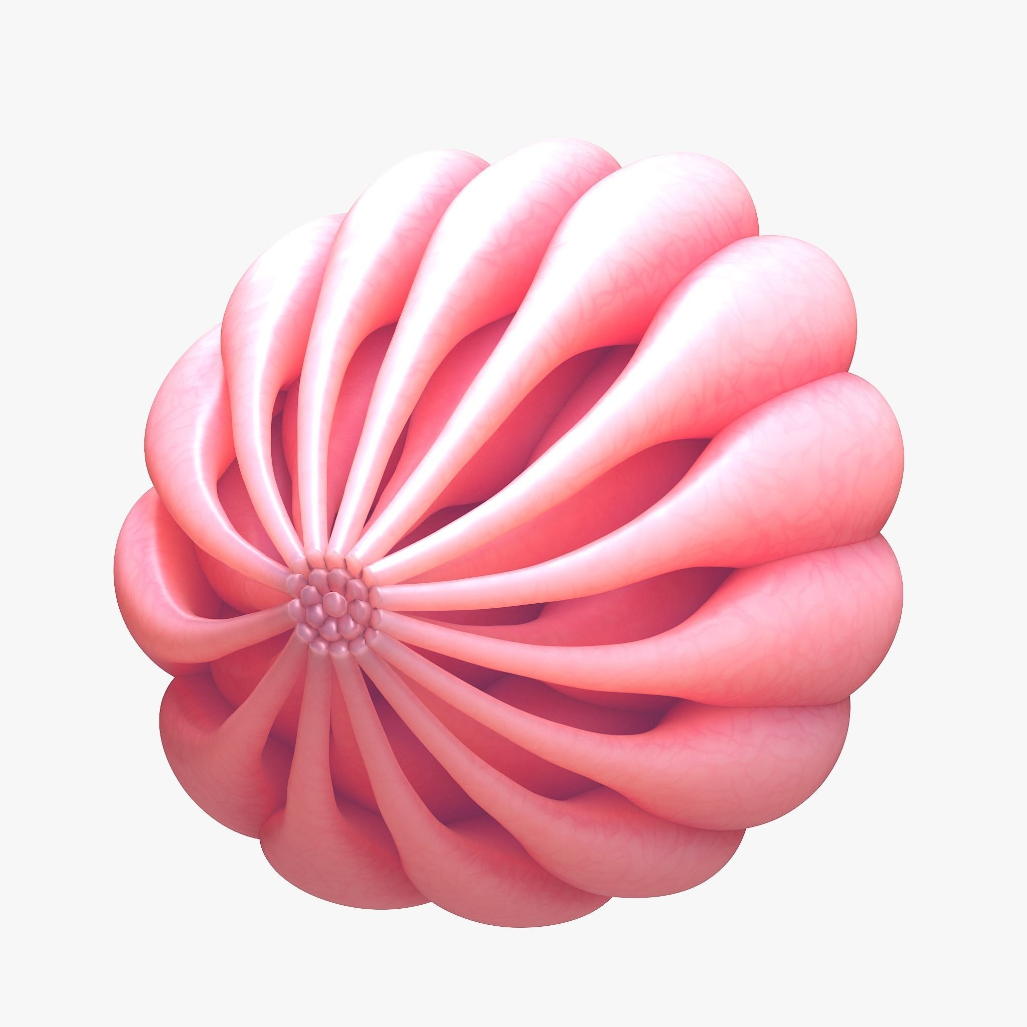 Mammary Gland Anatomy 3D model | CGTrader