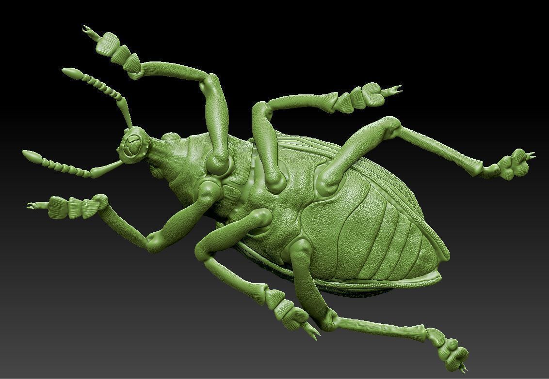 beetle weevil 3D model 3D printable | CGTrader