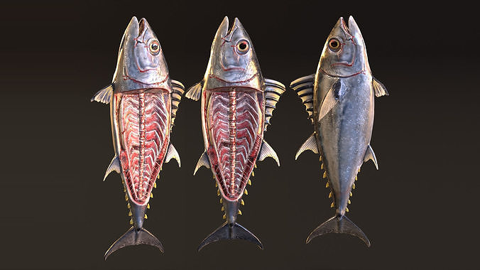 3D model Butchered Bluefin Tuna Fish set and lods VR / AR / low-poly ...