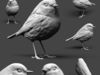 European Robin 3D model 3D printable | CGTrader