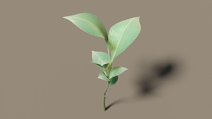 Leaf plant Programmatic settings 3D model rigged | CGTrader