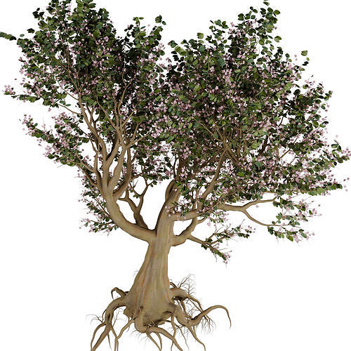 3D model blossom tree VR / AR / low-poly | CGTrader