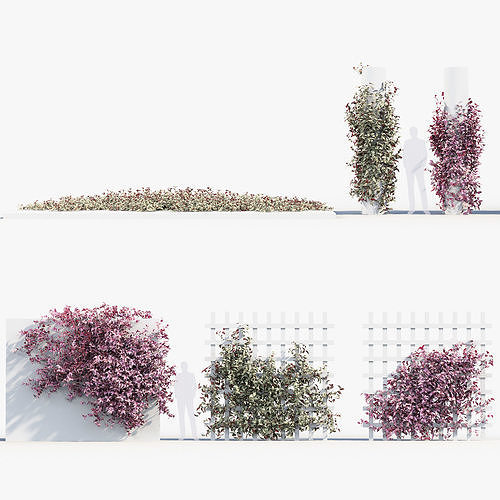 Tradescantia zebrina Wandering jew 3D Model 3D model | CGTrader