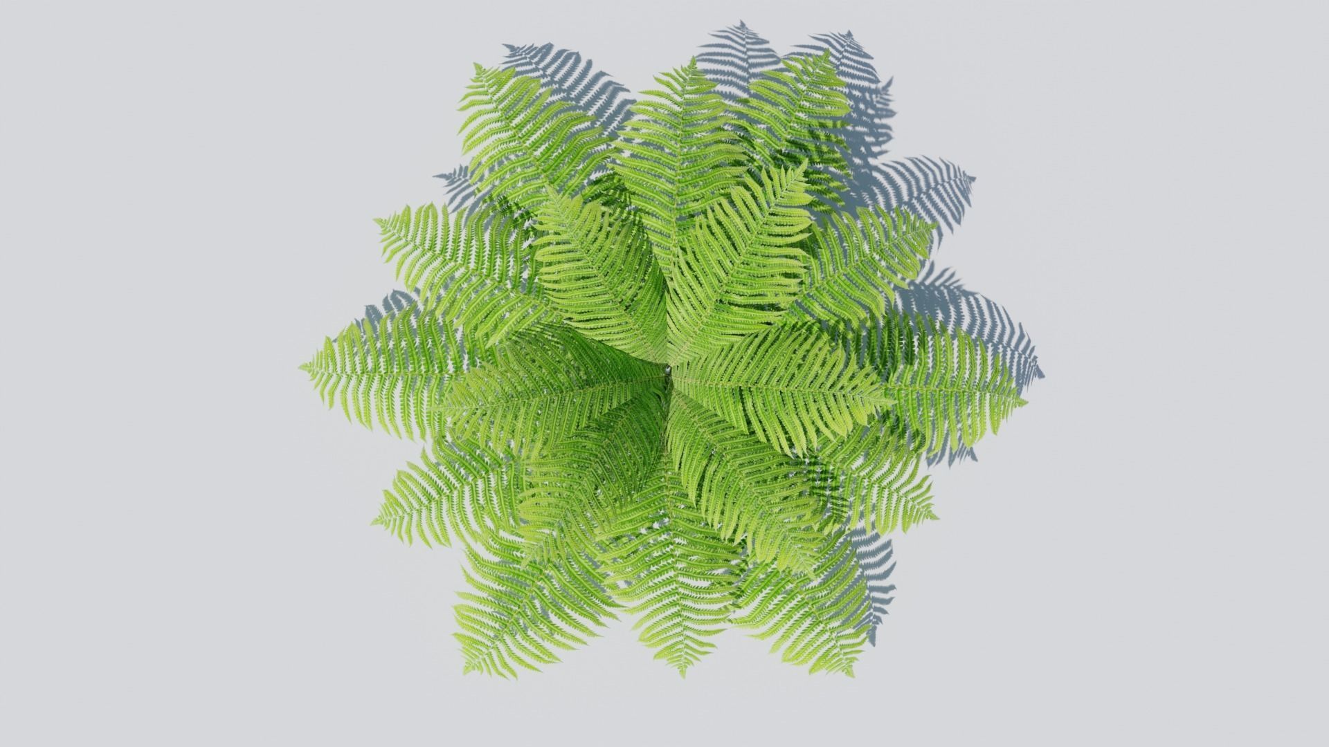 3D model Fern Tree v3 VR / AR / low-poly | CGTrader