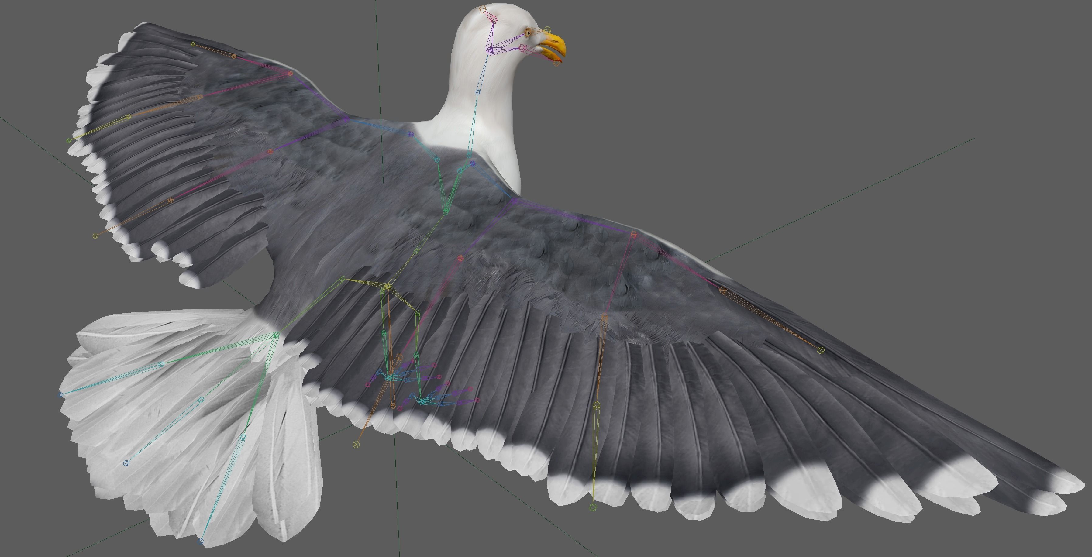 Seagull 3D model rigged | CGTrader