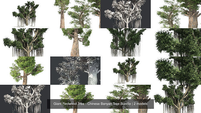 3D Model Collection Giant Redwood Tree - Chinese Banyan Tree Bundle VR ...