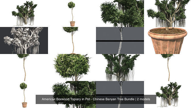 3D Model Collection American Boxwood Topiary in Pot - Chinese Banyan ...