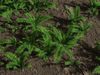 3D model Fern weed VR / AR / low-poly | CGTrader