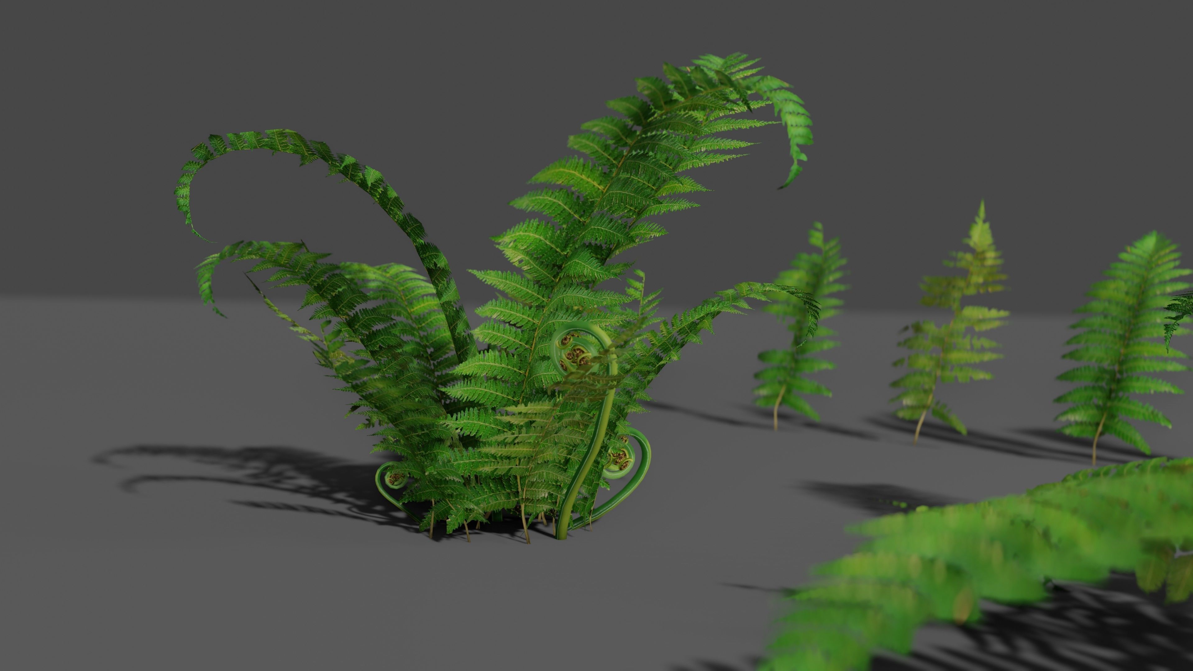 3D model Fern weed VR / AR / low-poly | CGTrader