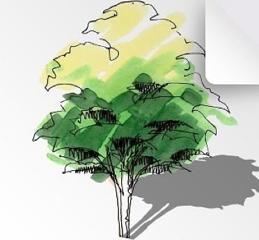 green tree free 3D model | CGTrader