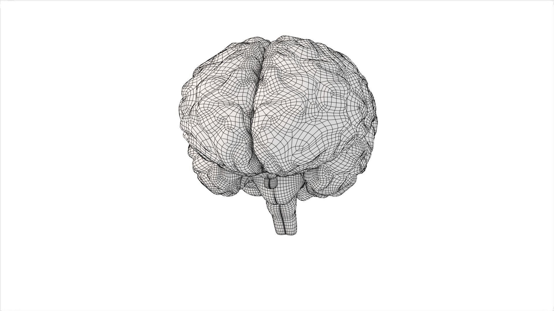 Brain free 3D model | CGTrader