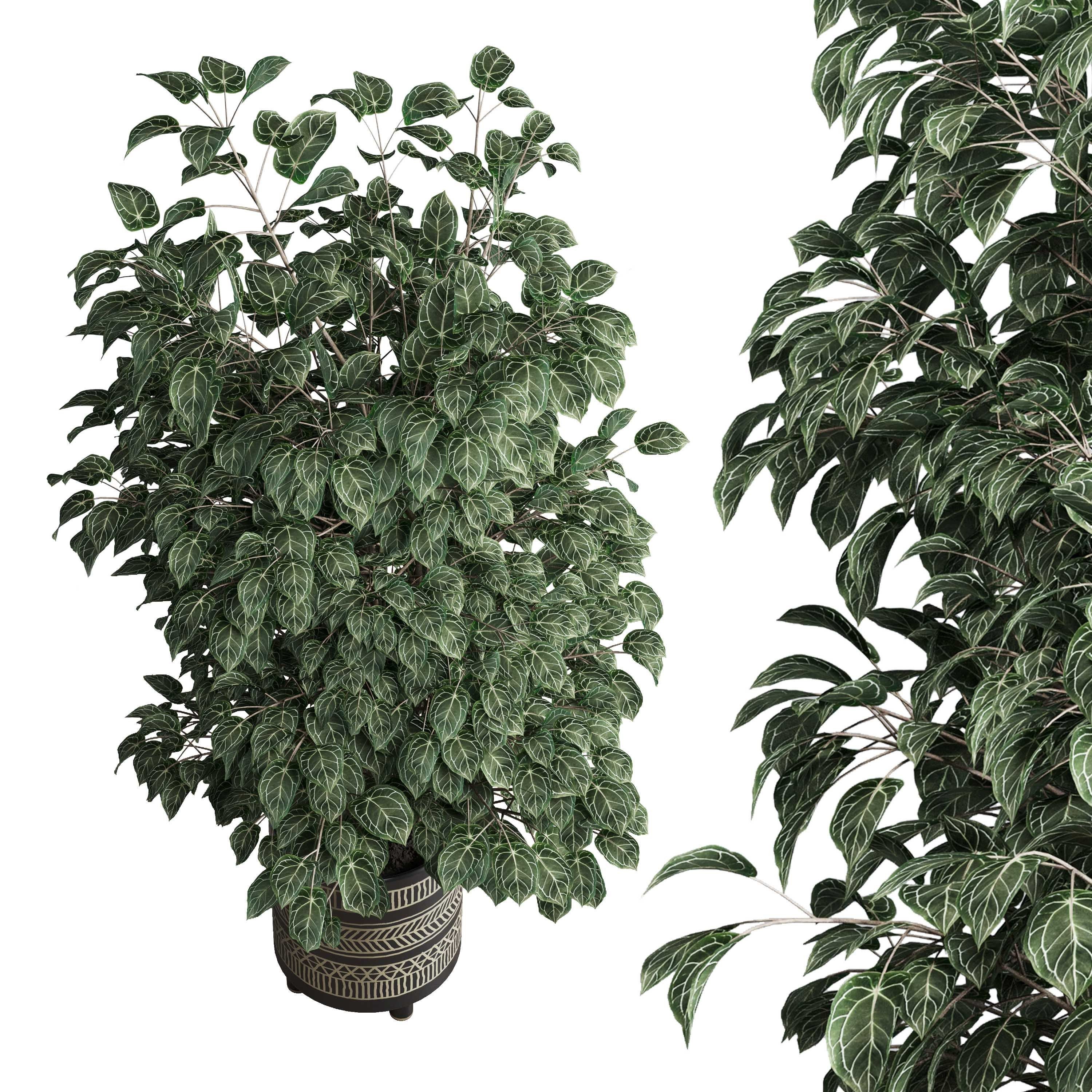 3D model ficus benjamin tree 370 by handmade pottery vase VR / AR / low ...