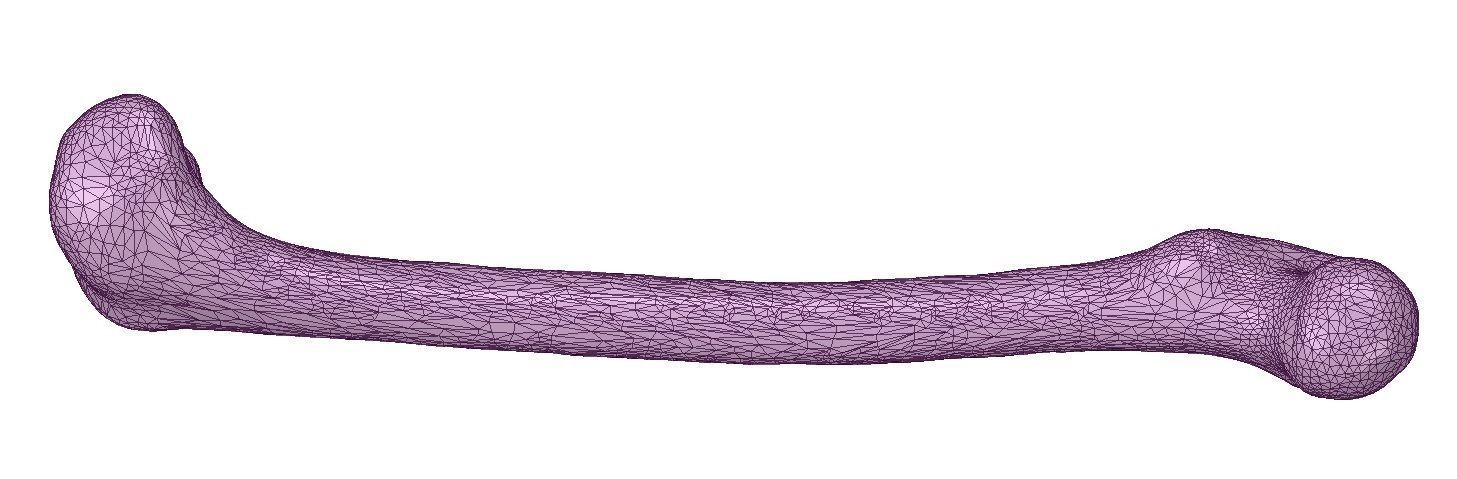 FEMUR 3D MODEL WITH CORTICAL AND CANCELLOUS BONE 3D model 3D printable ...