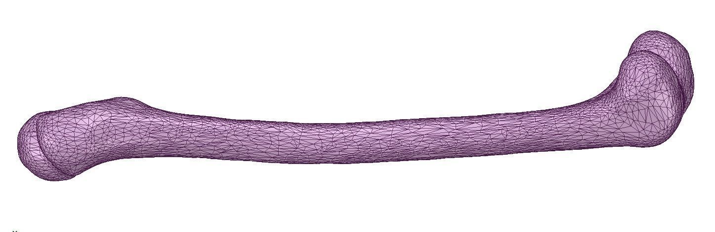 FEMUR 3D MODEL WITH CORTICAL AND CANCELLOUS BONE 3D model 3D printable ...