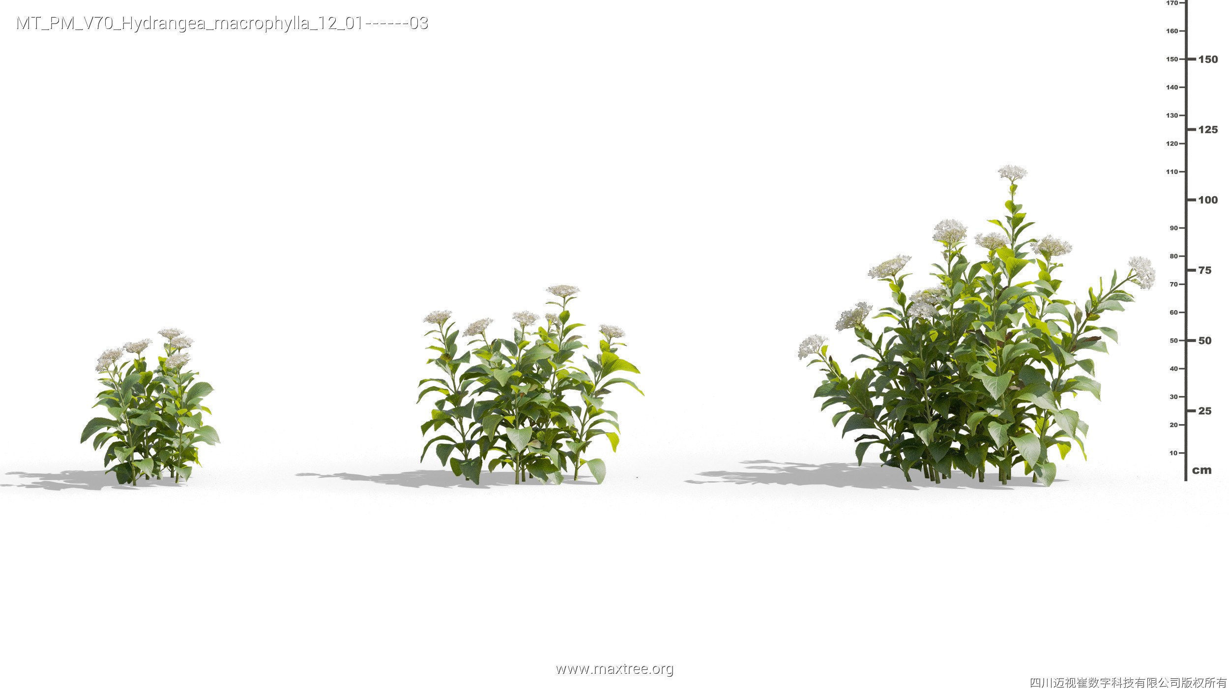 Maxtree Plant Models Vol 70 - Mesh 3D model | CGTrader