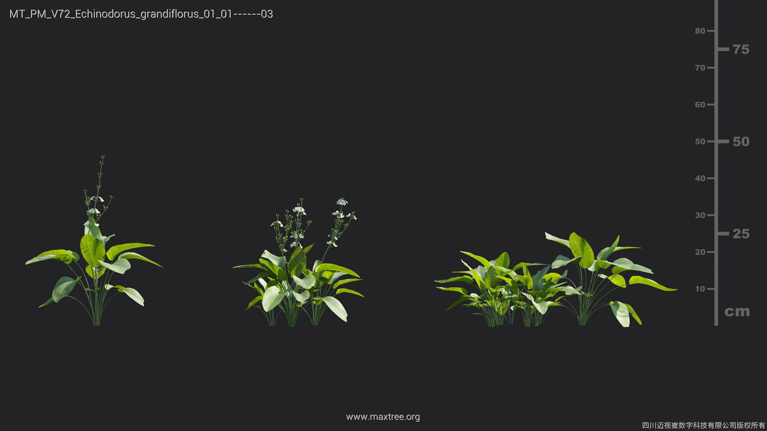 Maxtree Plant Models Vol 72 - Mesh 3D model | CGTrader