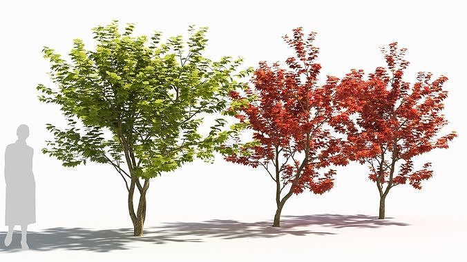 Sugar Maple tree 3D model | CGTrader