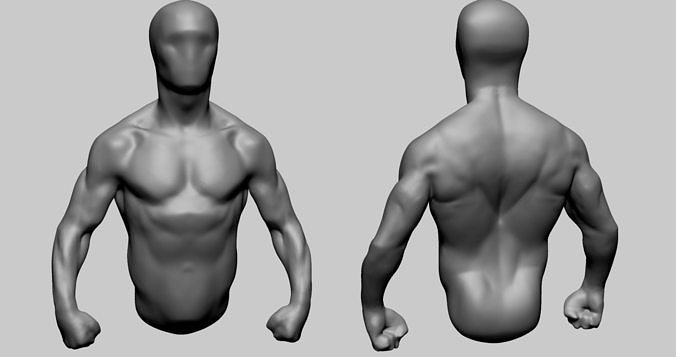 Base Male Torso B 3D model | CGTrader