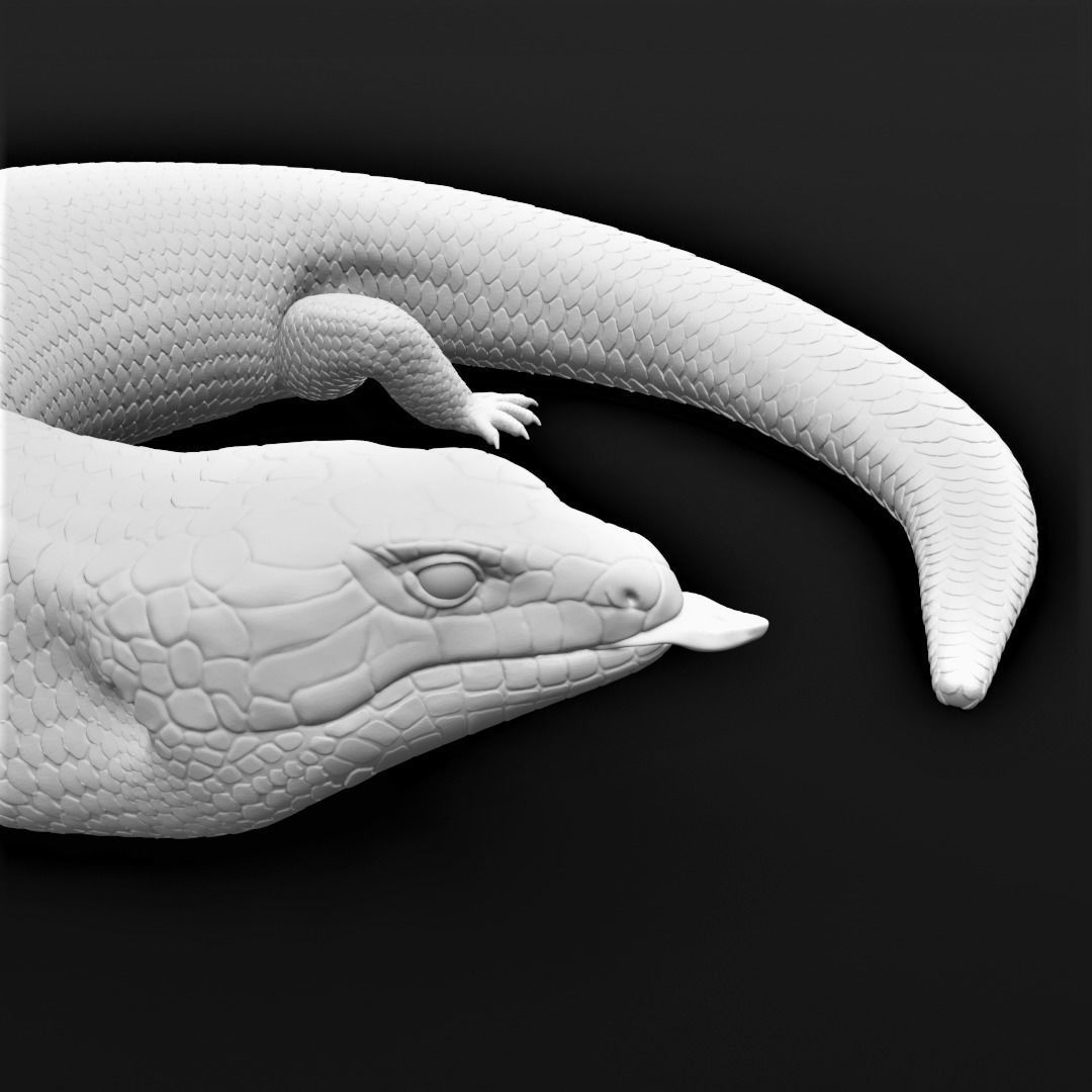 Blue Tongued Skink - Lizard Realistic Reptile 3d Print Model 3D model 3D printable | CGTrader